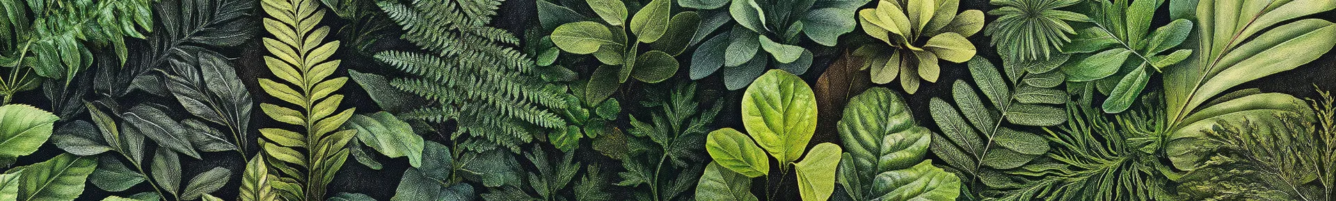 Asplenium - Genus overview & species
