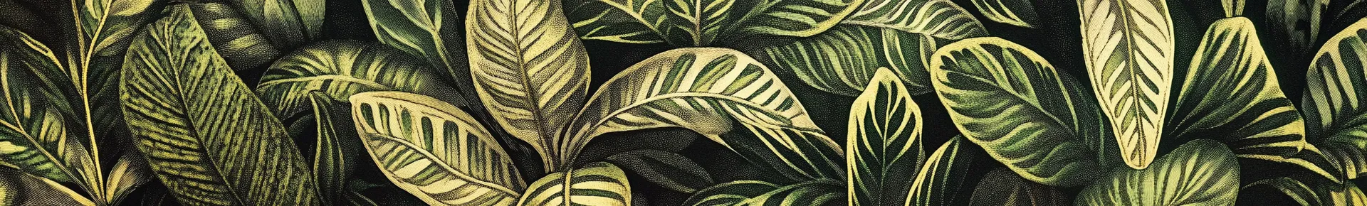 Ctenanthe - Genus overview & species
