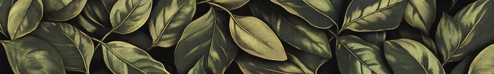 Hoya - Genus overview & species