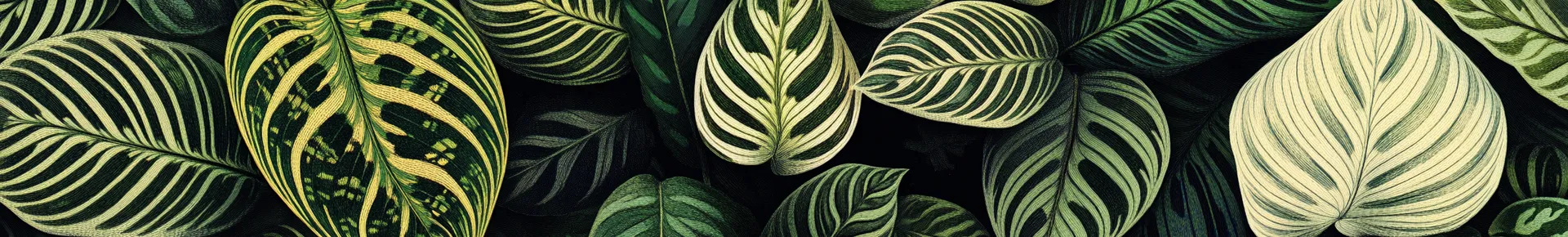 Maranta - Genus overview & species