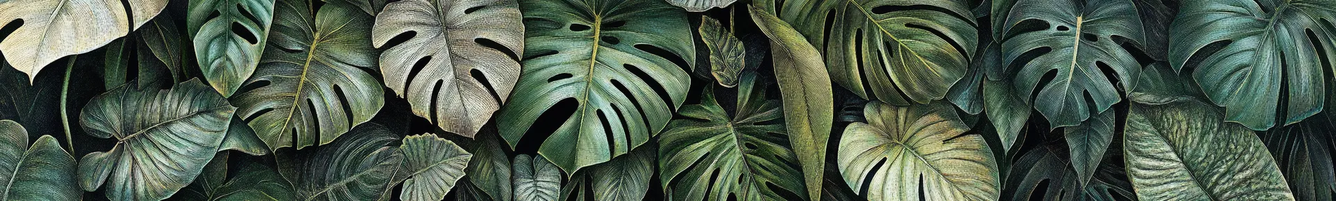 Monstera - Genus overview & species