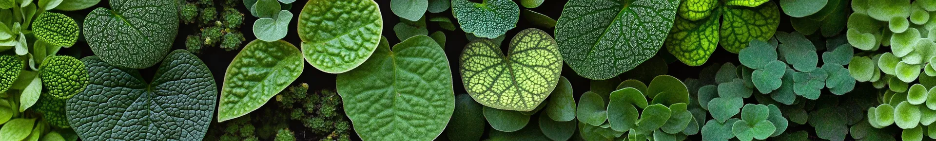 Pilea - Genus overview & species